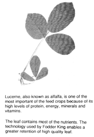 Picture of lucerne plant.